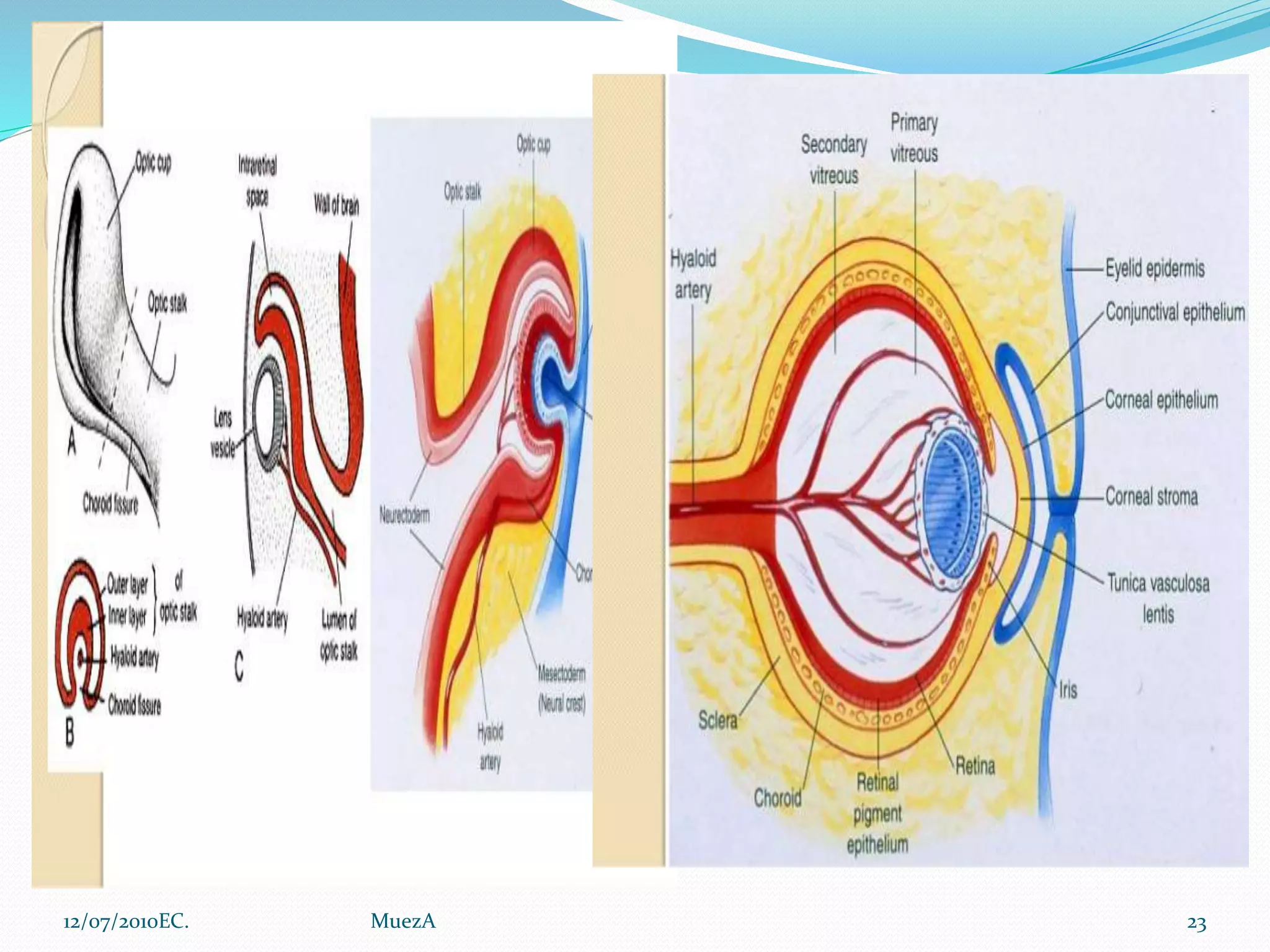 Anatomy of the Retina.pptx