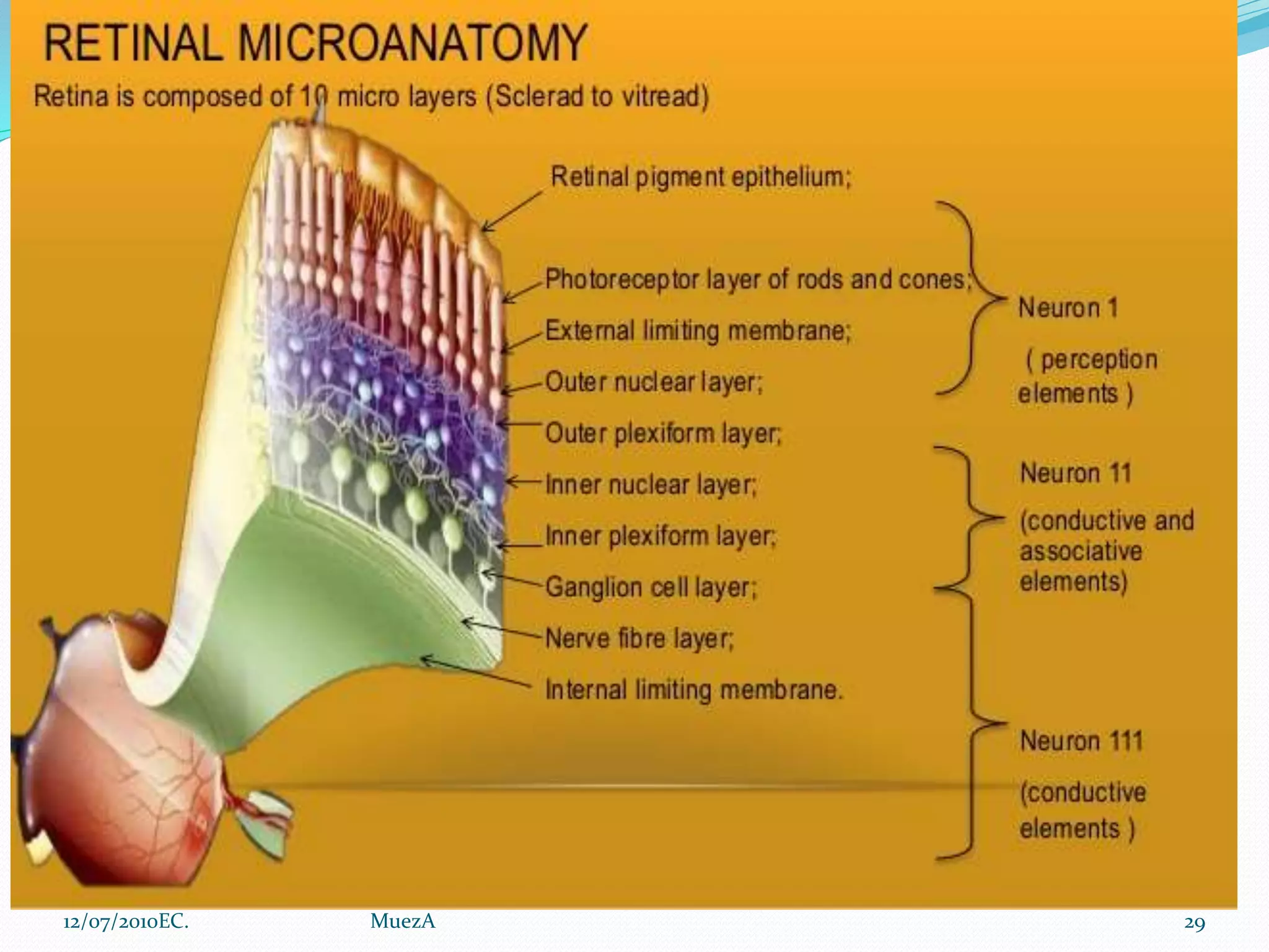 Anatomy of the Retina.pptx