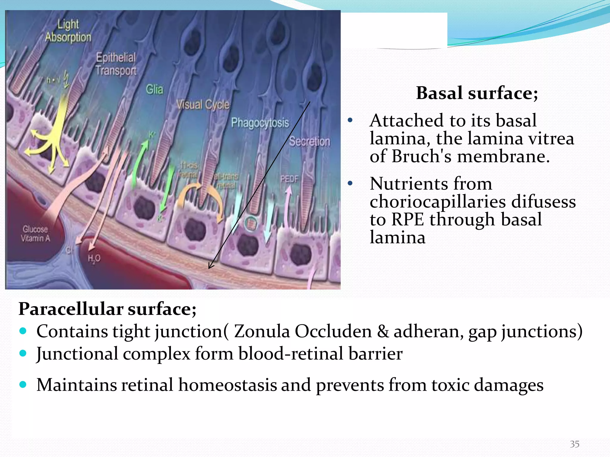 Anatomy of the Retina.pptx