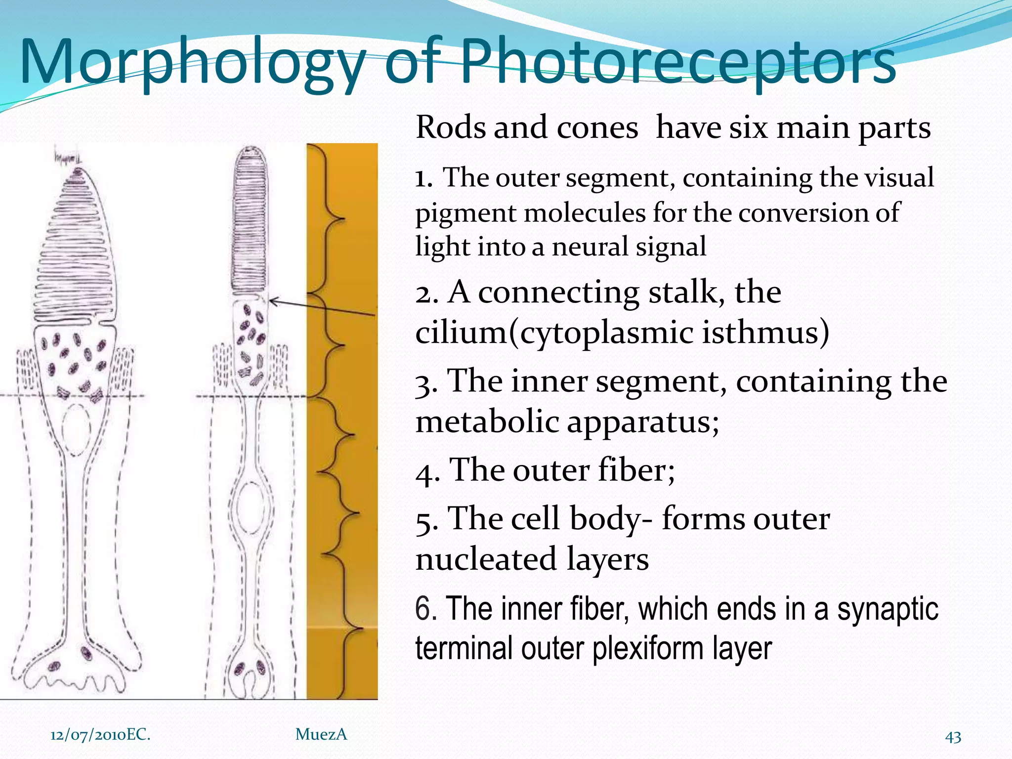 Anatomy of the Retina.pptx