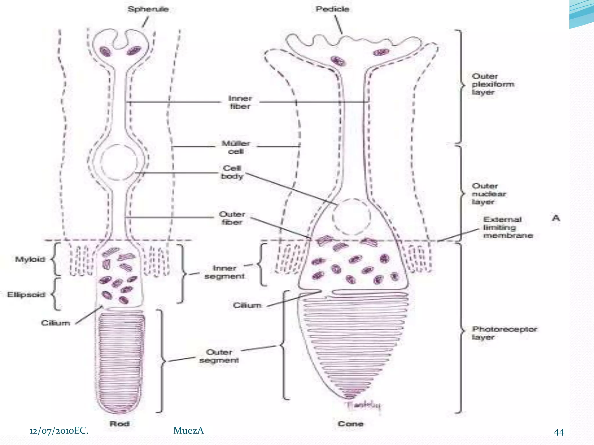 Anatomy of the Retina.pptx