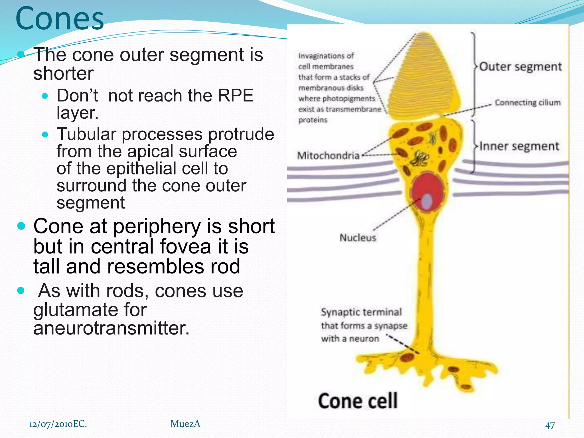 Anatomy of the Retina.pptx