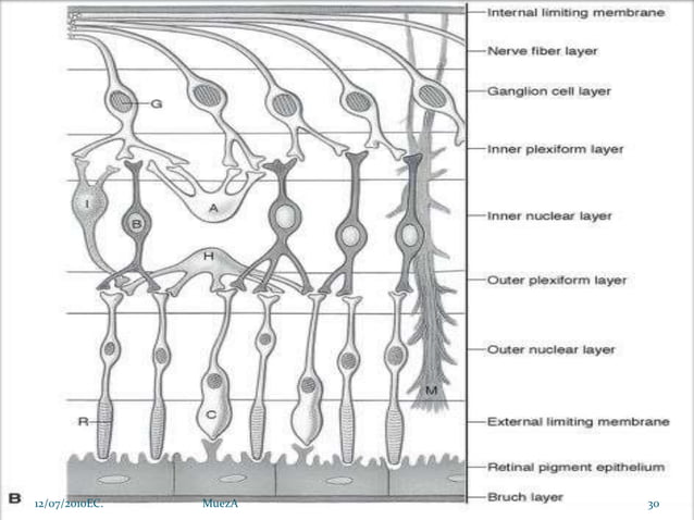 Anatomy of the Retina.pptx