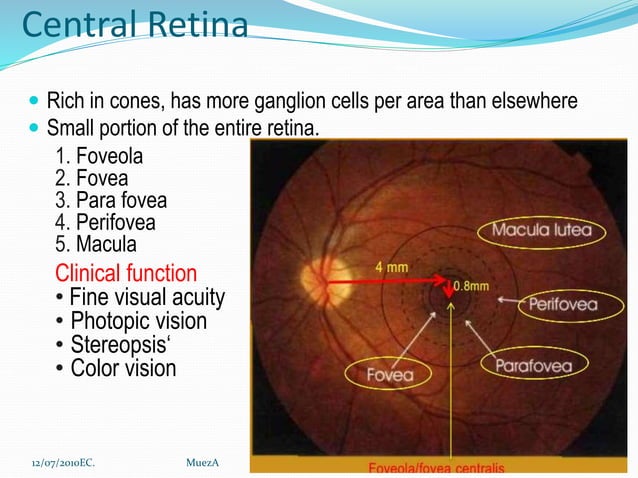 Anatomy of the Retina.pptx