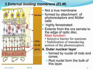 Anatomy of the Retina.pptx