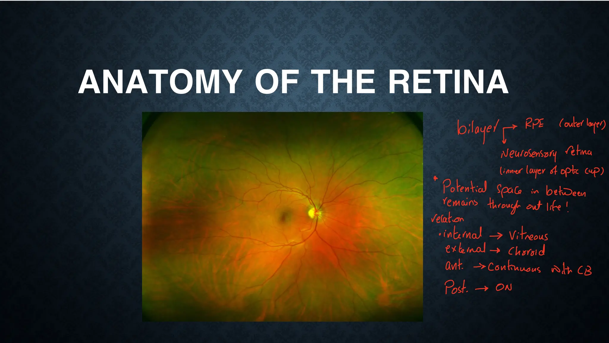 Anatomy of the retina and histologic features | PDF
