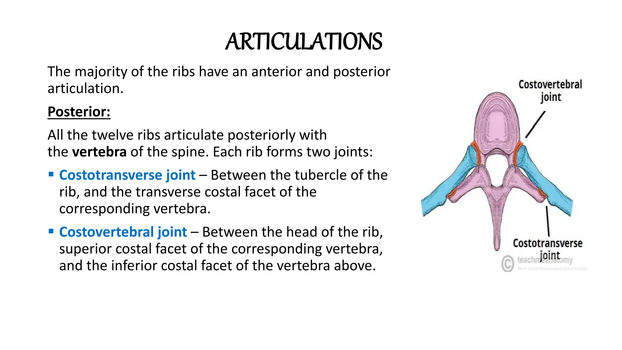 Anatomy of the Ribs.pptx