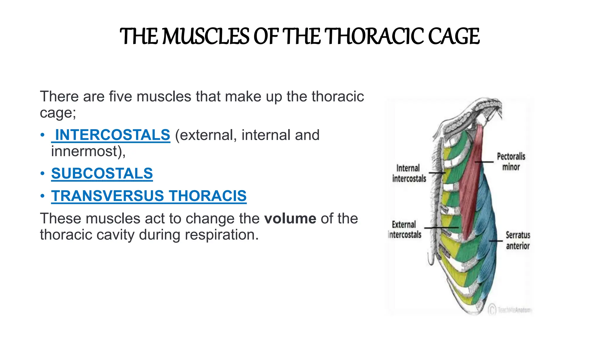 Anatomy of the Ribs.pptx