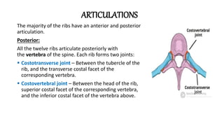 Anatomy of the Ribs.pptx