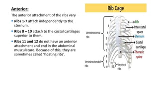 Anatomy of the Ribs.pptx
