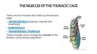 Anatomy of the Ribs.pptx