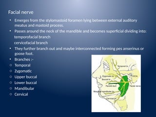 Anatomy of the salivary glands and importance of the same | PPTX