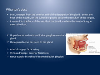 Anatomy of the salivary glands and importance of the same | PPTX