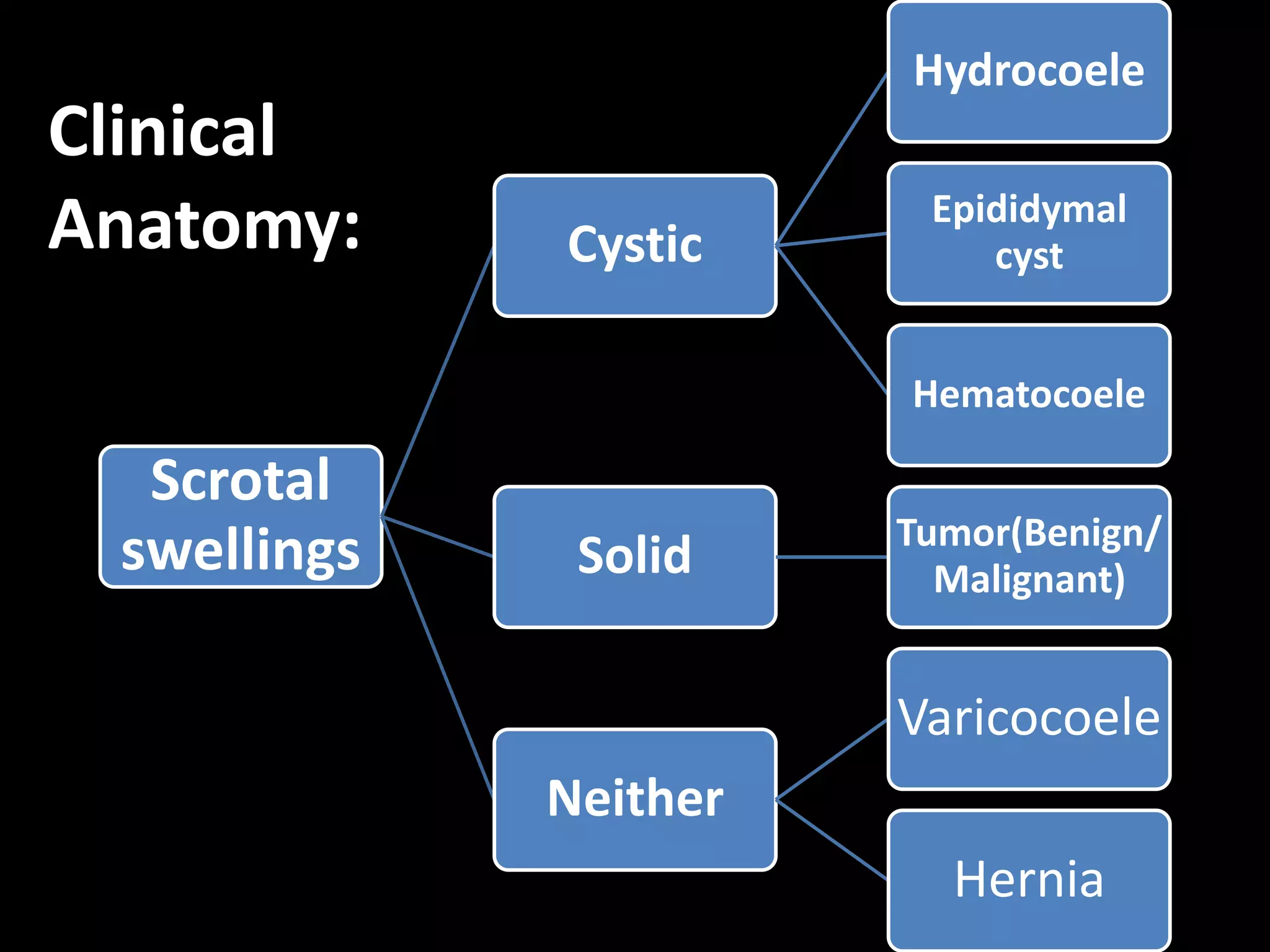 Anatomy of the scrotum | PPTX