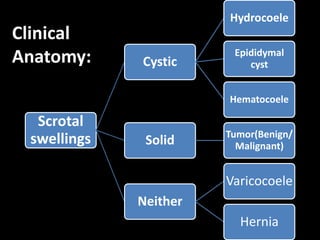 Anatomy of the scrotum | PPTX