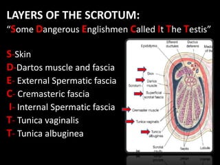 Anatomy of the scrotum | PPTX