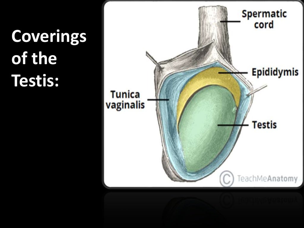 Anatomy Of The Scrotum