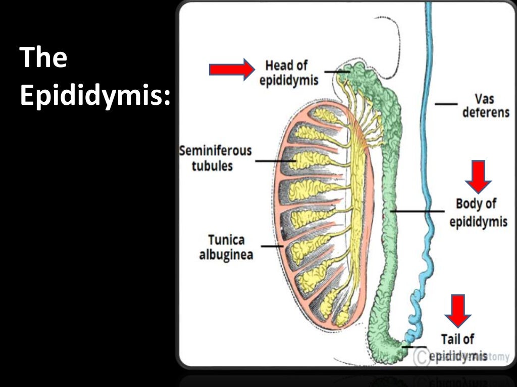 Anatomy of the scrotum