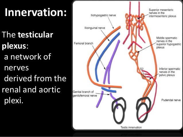 Anatomy of the scrotum