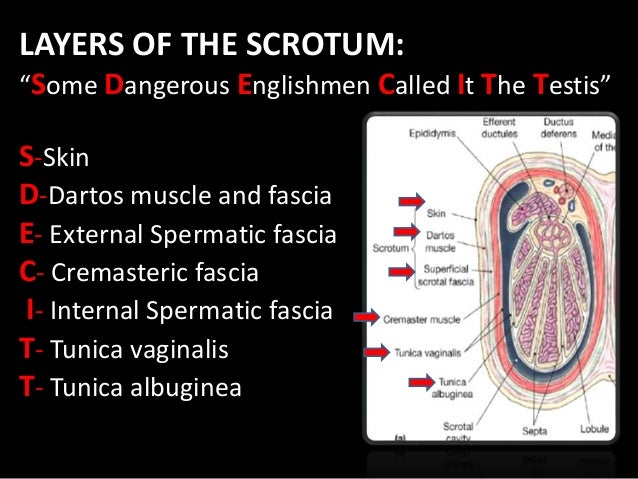Anatomy Of The Scrotum