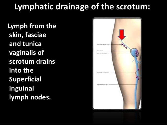 Anatomy Of The Scrotum