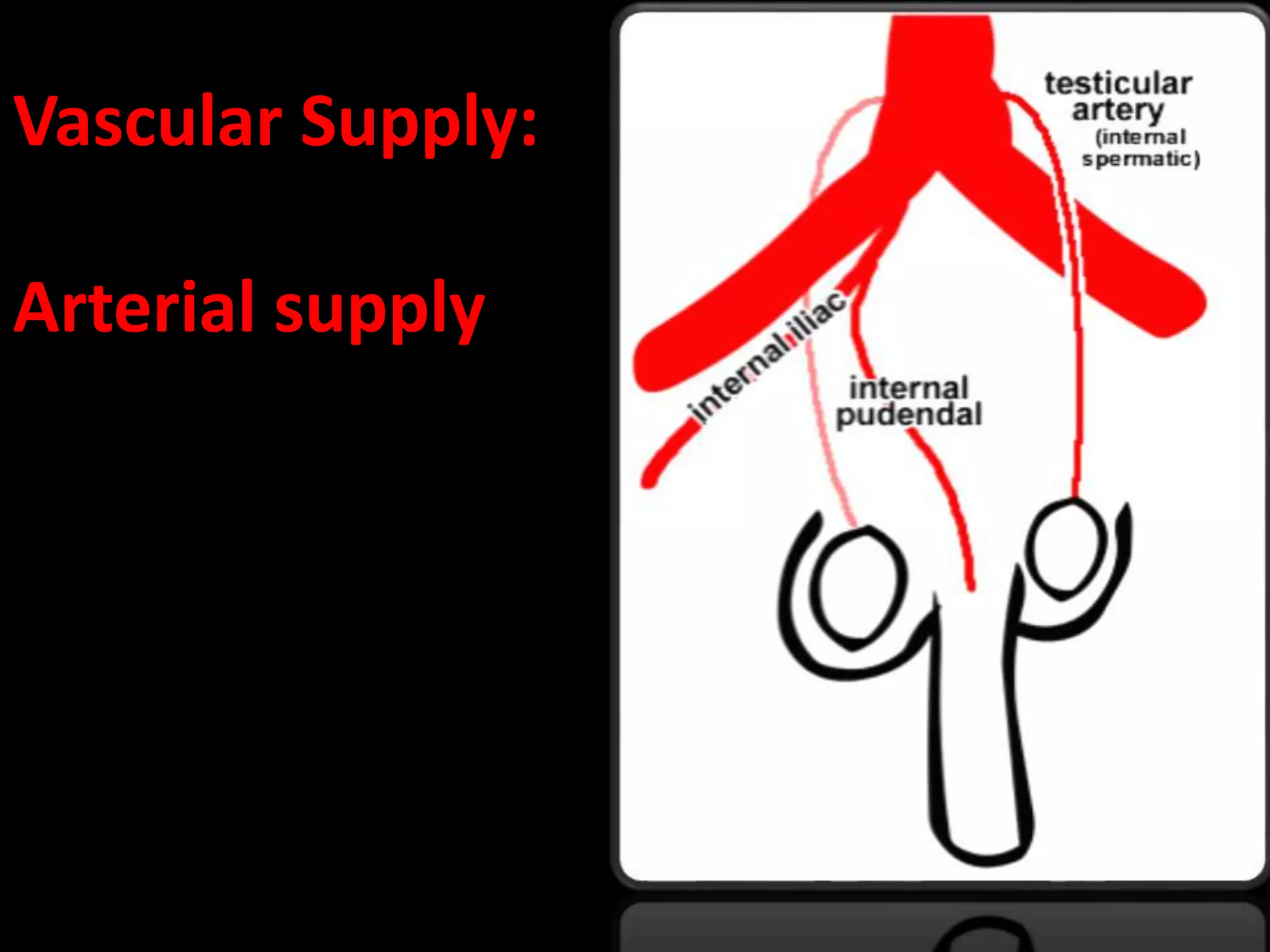 anatomyofthescrotum-150608160312-lva1-app6892 (1).pdf