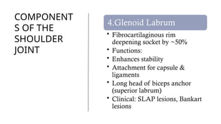 Anatomy of the shoulder and Knee joints.pptx