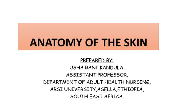 Anatomy of the skin | PPT