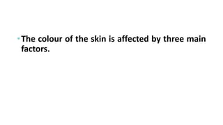 Anatomy of the skin | PPTX