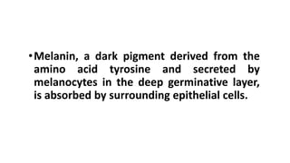 Anatomy of the skin | PPTX