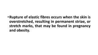 Anatomy of the skin | PPTX