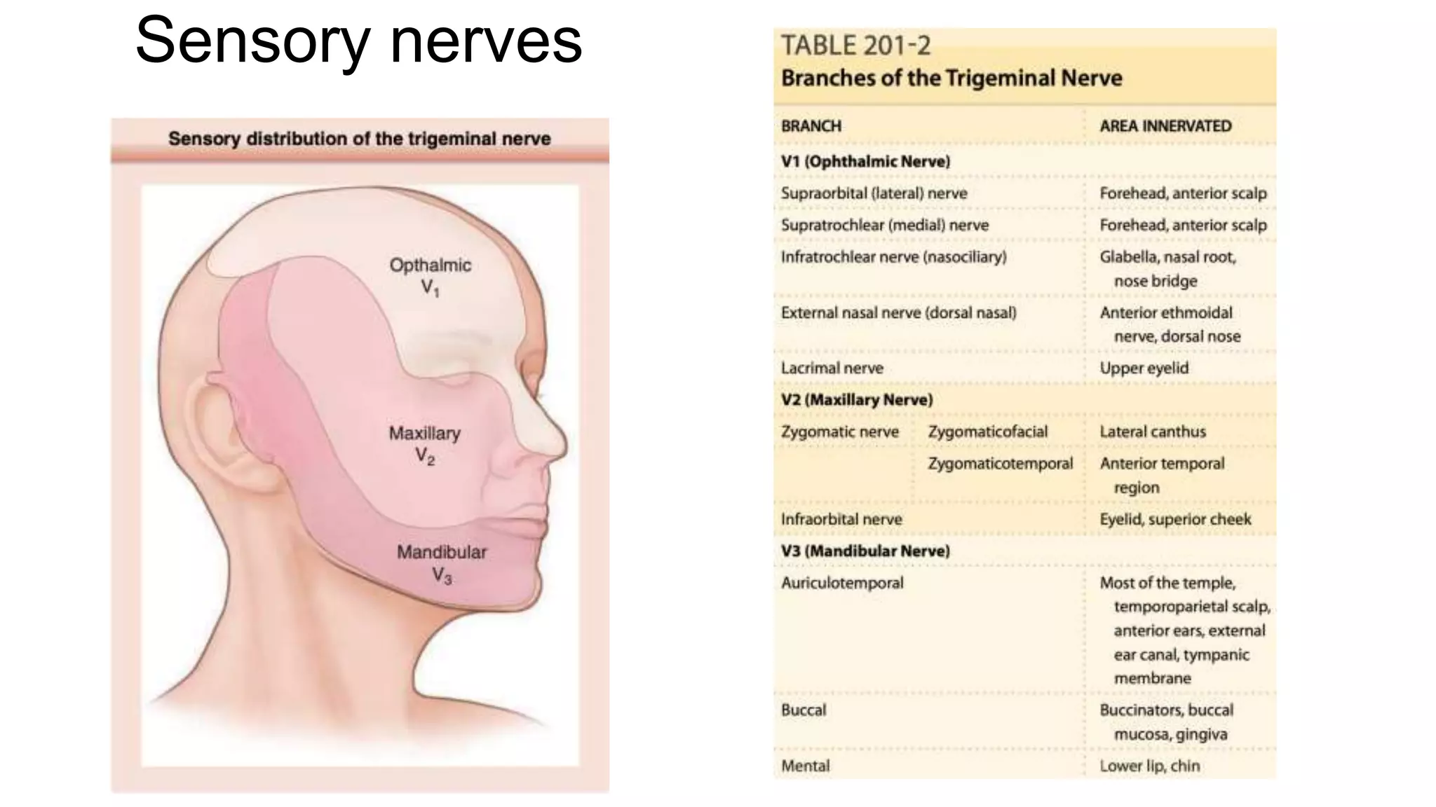 Anatomy of the Skin Basics of Cutting and Suturing.pptx