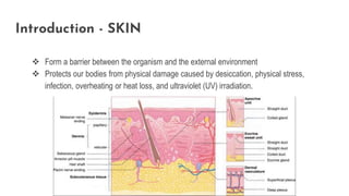 Anatomy of the Skin Basics of Cutting and Suturing.pptx