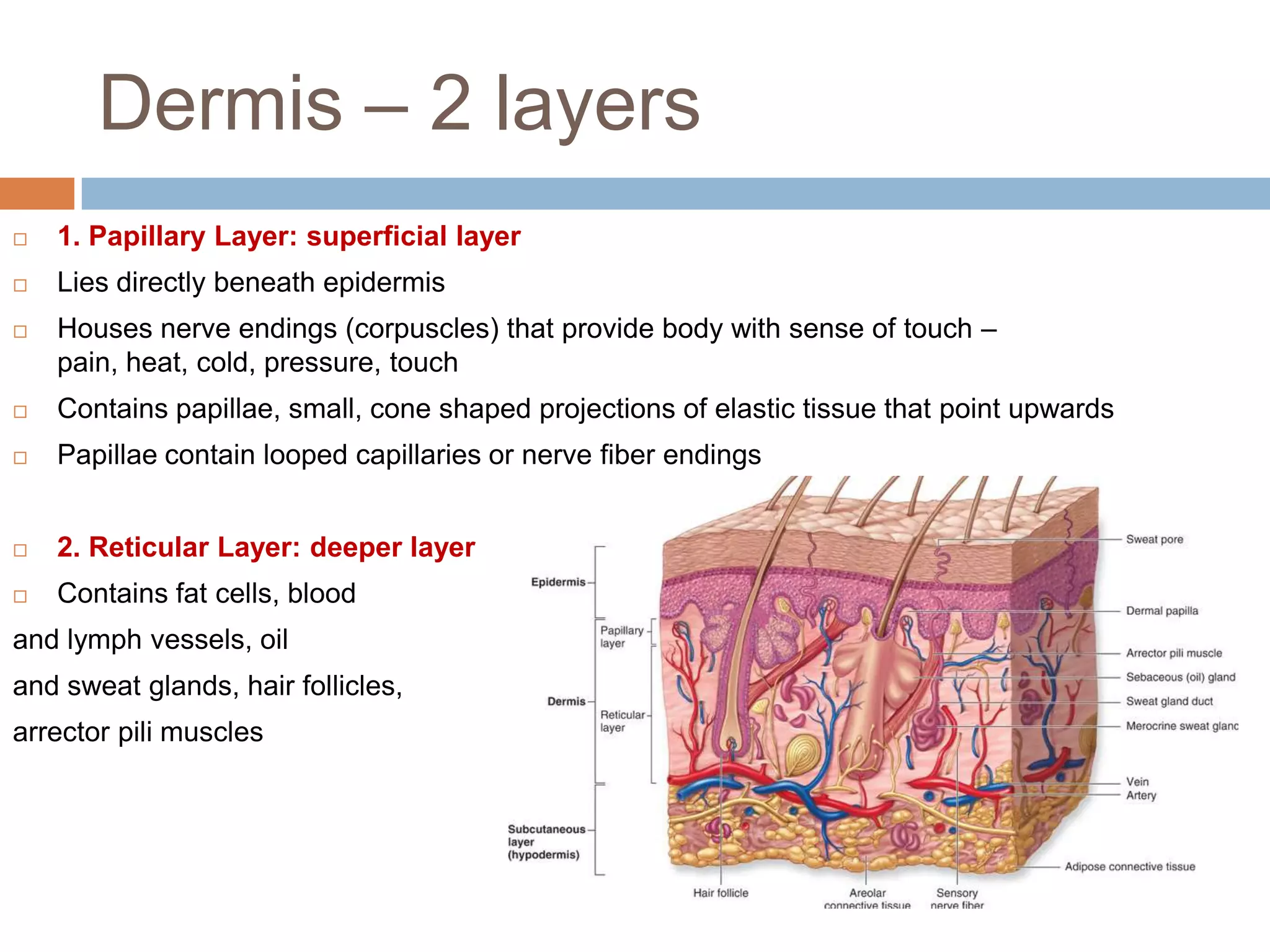 Anatomy Of The Skin Lecture | PPTX