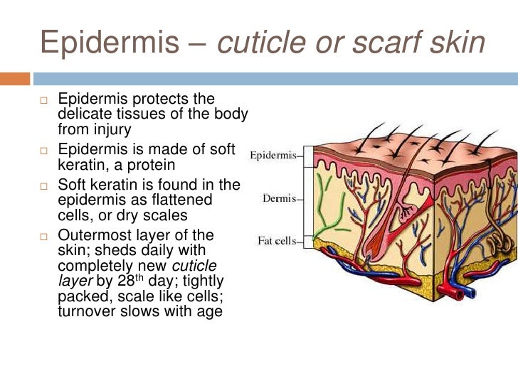 Anatomy Of The Skin Lecture