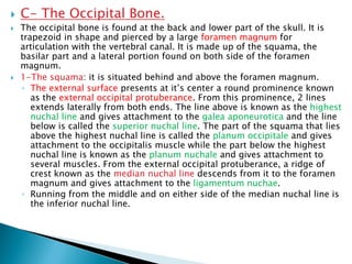 Osteology of the skull. | PDF