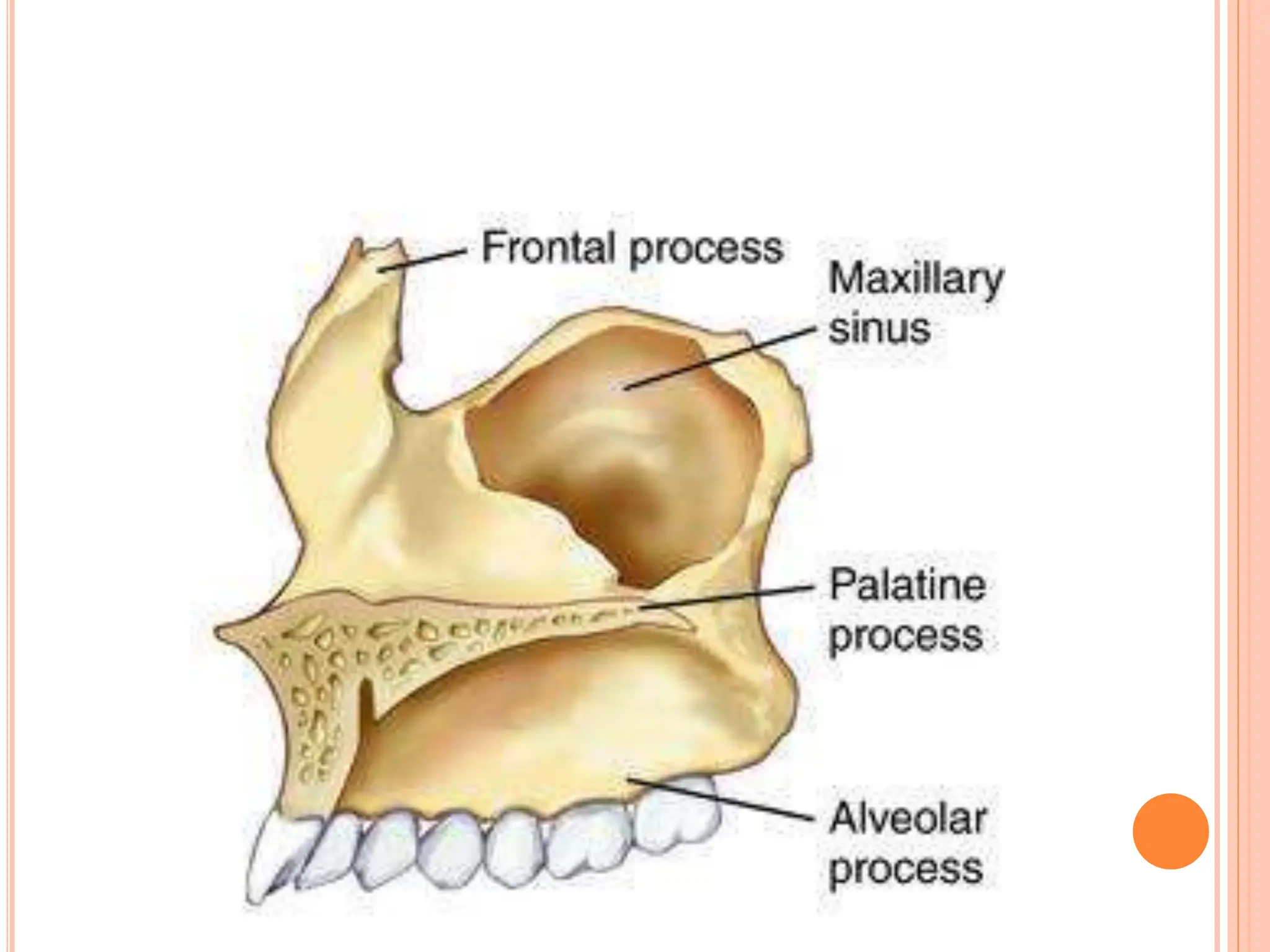 ANATOMY OF THE SKULL.pptxppppppppppppppppppp | PPT