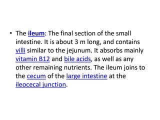 Anatomy of the small intestine | PPTX