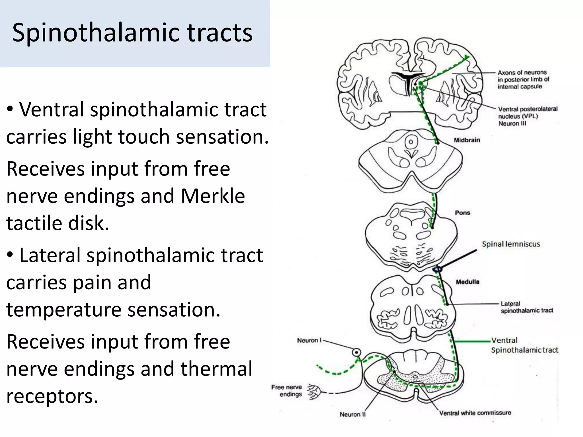 Anatomy of the somatosensory system 2021 PDF.pdf