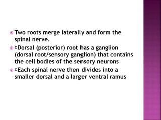 Anatomy of the spinal cord | PPTX