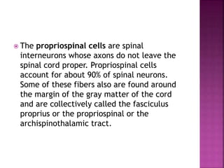 Anatomy of the spinal cord | PPTX