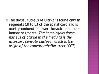 Anatomy of the spinal cord | PPTX