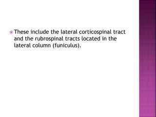 Anatomy of the spinal cord | PPTX