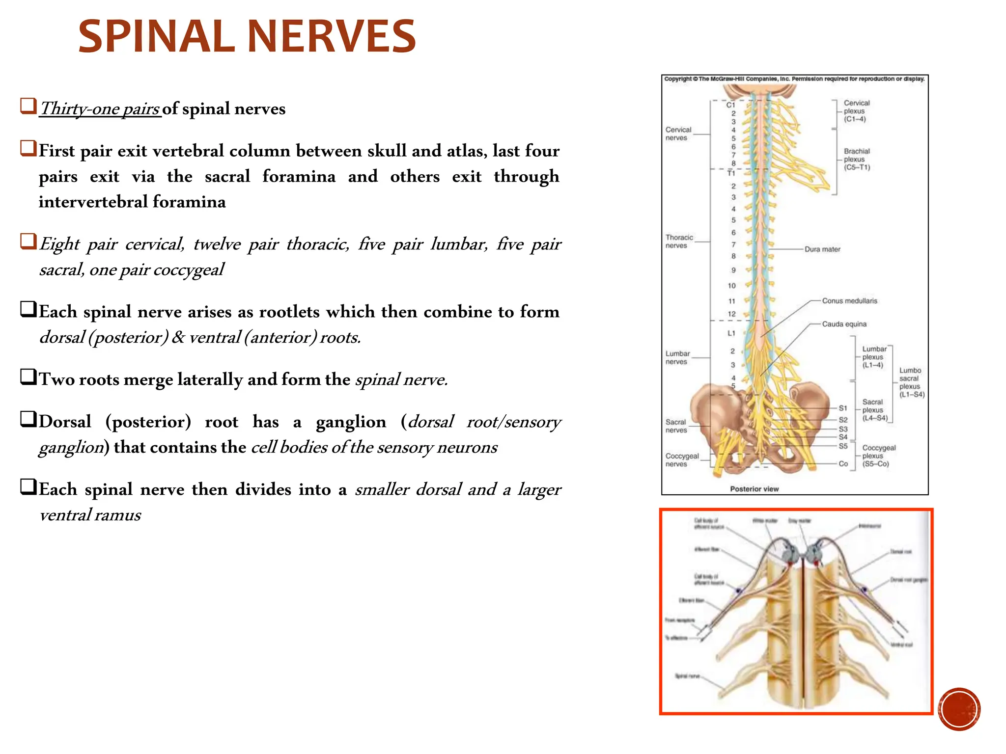 Human Anatomy of the Spinal Cord presentation.ppt