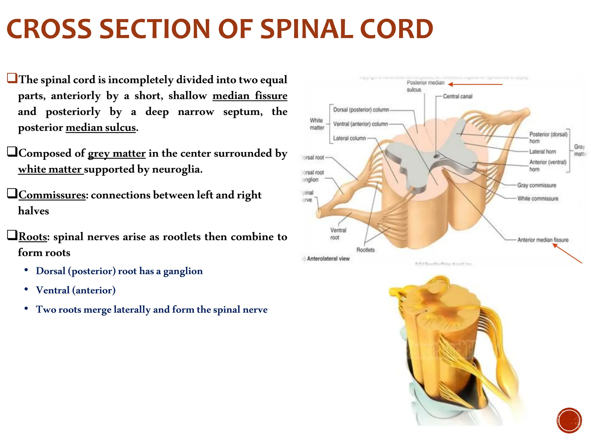 Human Anatomy of the Spinal Cord presentation.ppt