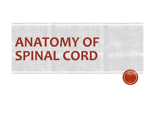 Human Anatomy of the Spinal Cord presentation.ppt