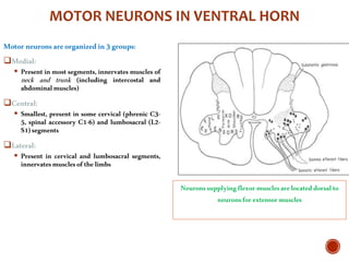 Human Anatomy of the Spinal Cord presentation.ppt