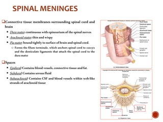 Human Anatomy of the Spinal Cord presentation.ppt