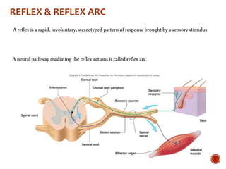 Human Anatomy of the Spinal Cord presentation.ppt