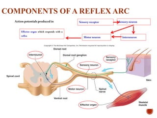 Human Anatomy of the Spinal Cord presentation.ppt